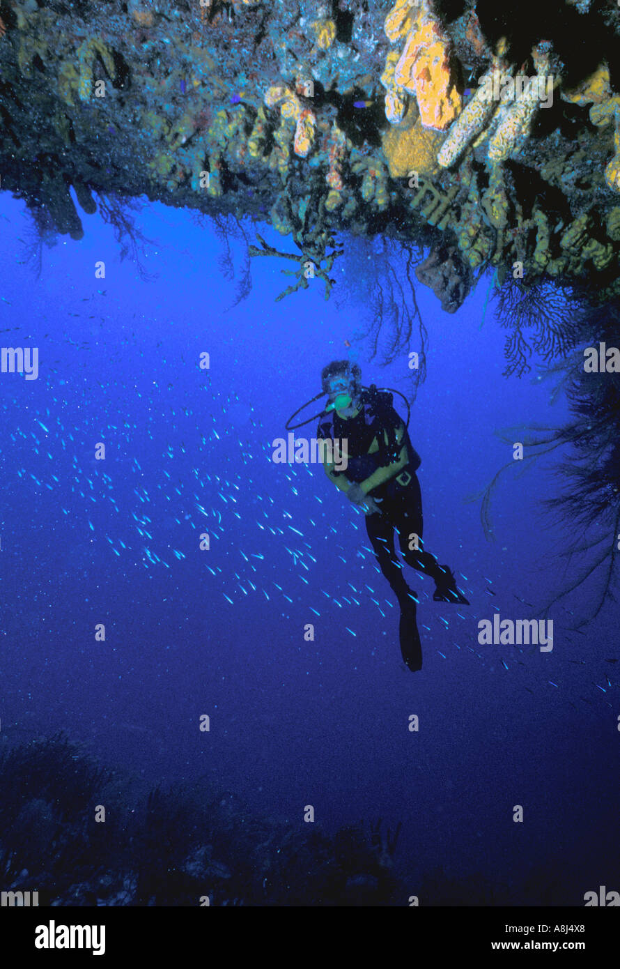 Diver los roques national park hi-res stock photography and images - Alamy