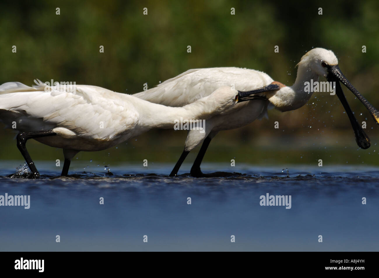 Young bird bites old bird for food in the water Eurasian spoonbill bird ...