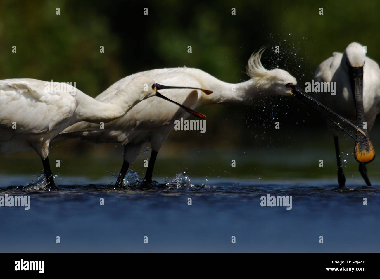 Young bird bites old bird for food in the water Eurasian spoonbill bird ...