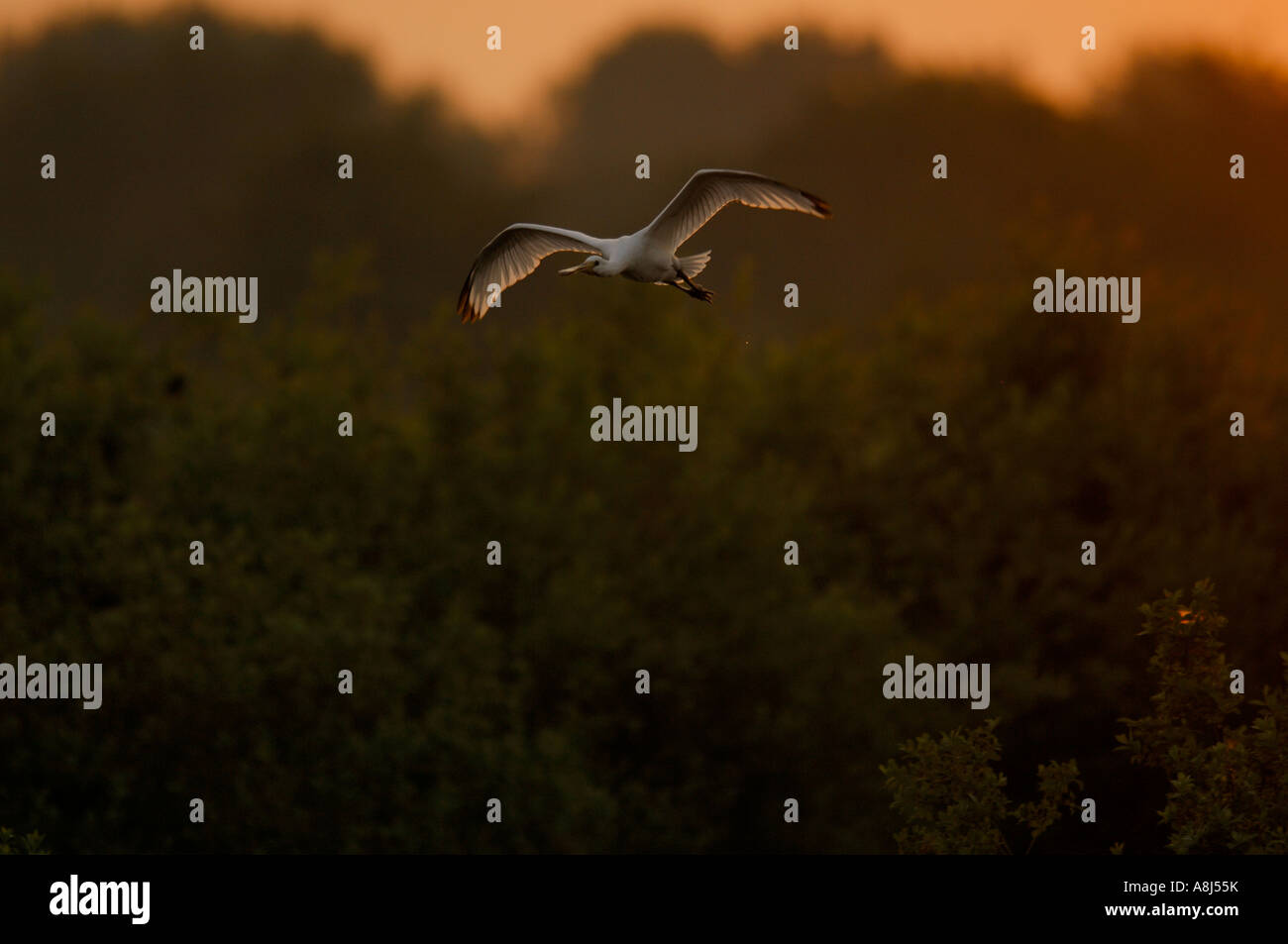 Flying Eurasian spoonbill bird Platalea leucorodia landing Stock Photo ...