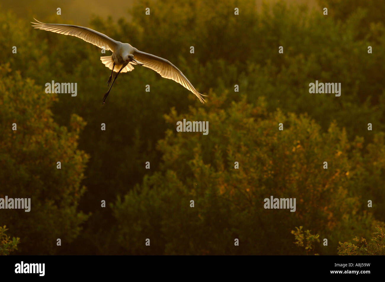 Flying Eurasian spoonbill bird Platalea leucorodia landing Stock Photo ...