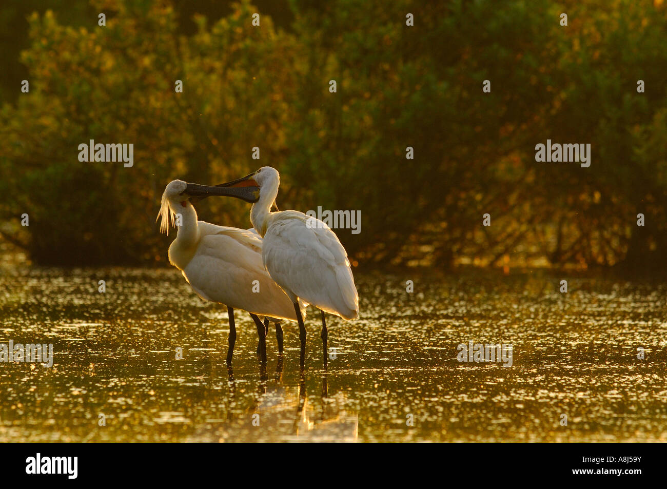 Washing couple Eurasian spoonbill bird Platalea leucorodia in the water ...