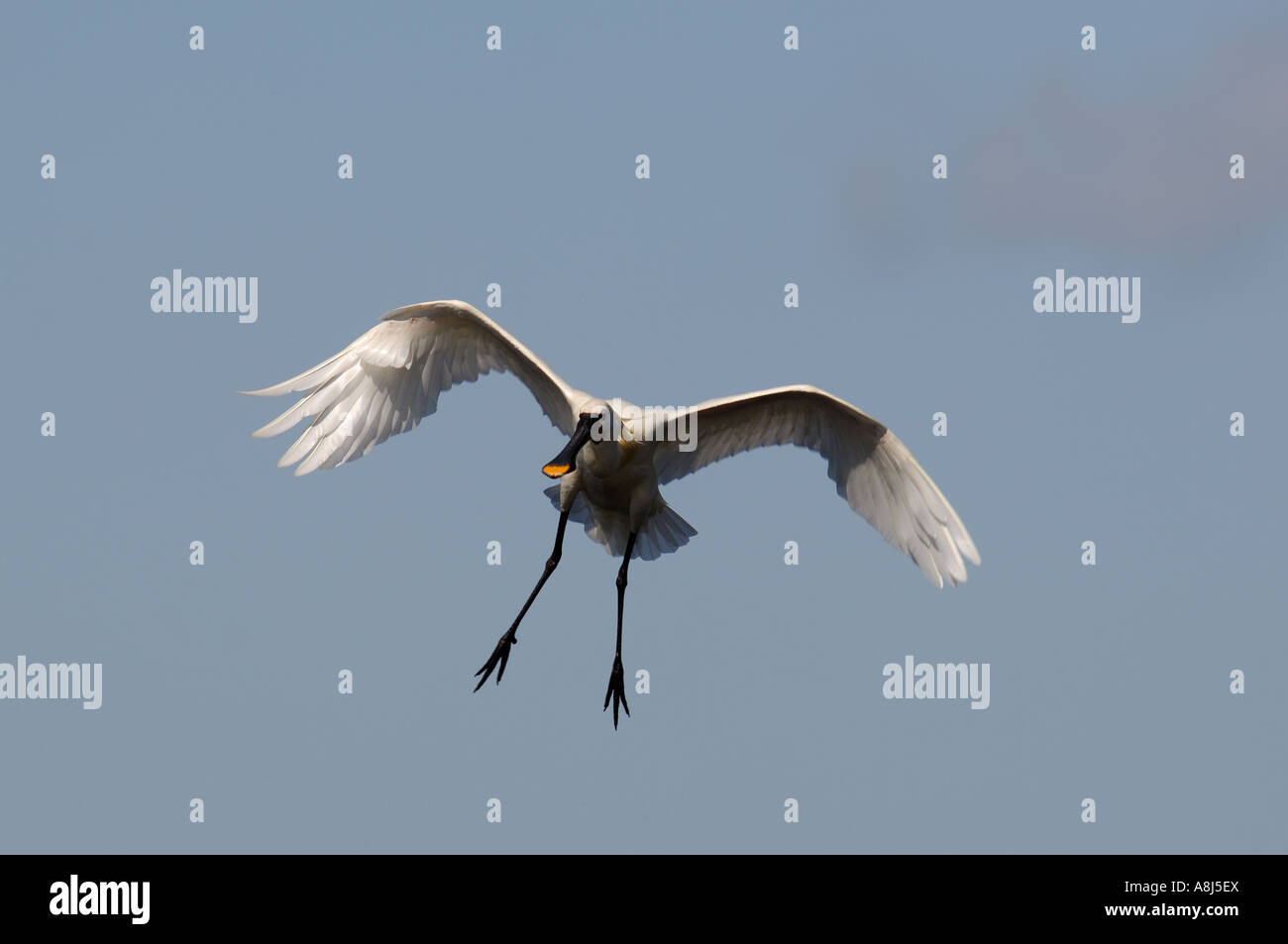 Flying Eurasian spoonbill bird Platalea leucorodia landing Stock Photo ...