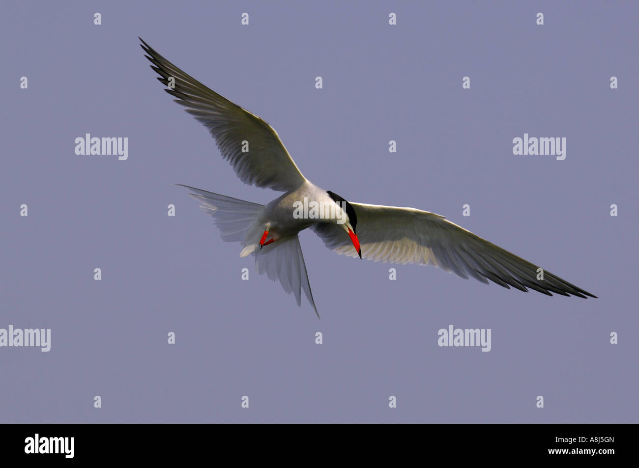 Flying bird Common Tern with wide wings Stock Photo - Alamy
