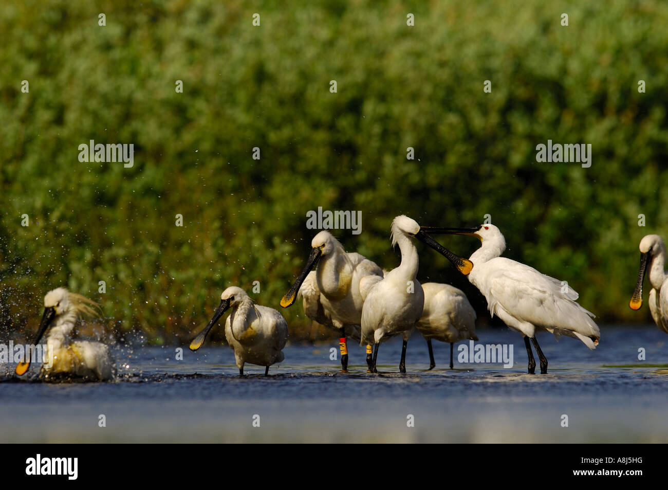Washing couple Eurasian spoonbill bird Platalea leucorodia in the water cuddle look after Stock ...
