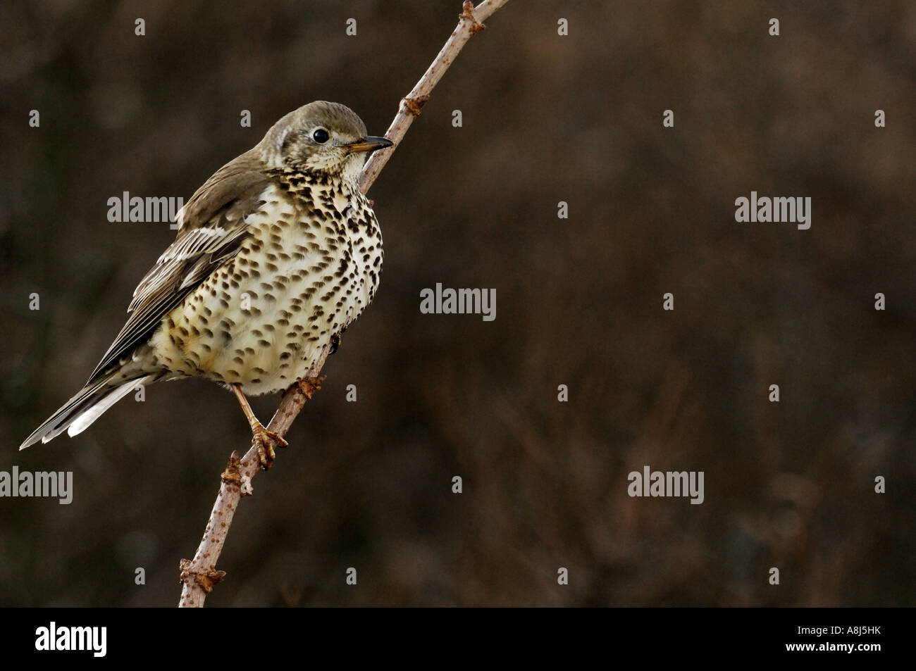 Bird in the bush Fieldfarebird Turdus pilaris Stock Photo - Alamy