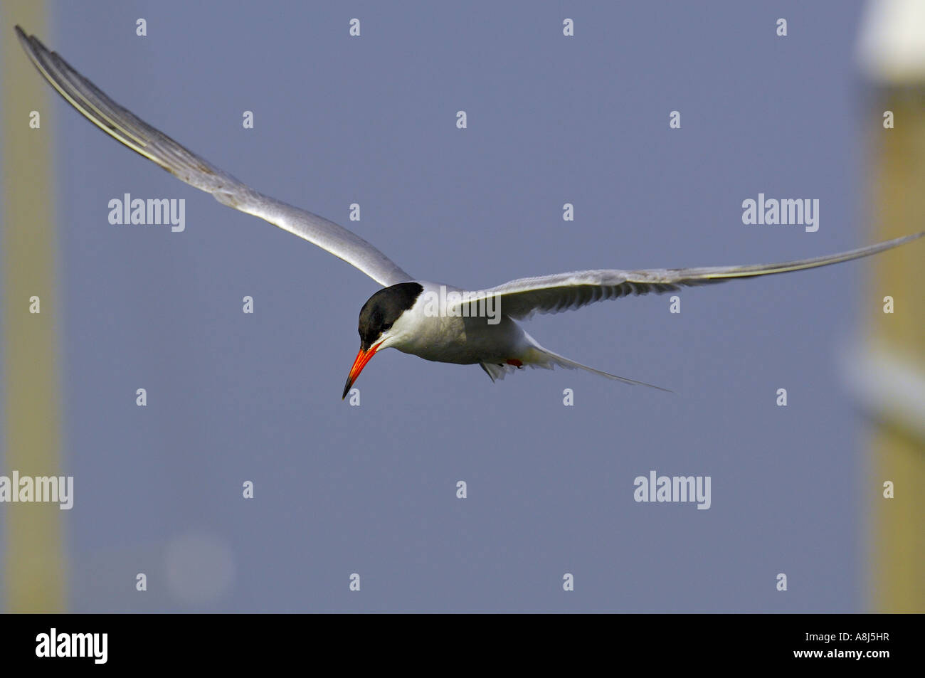 Flying bird Common Tern in harbour with pole on the back Stock Photo ...