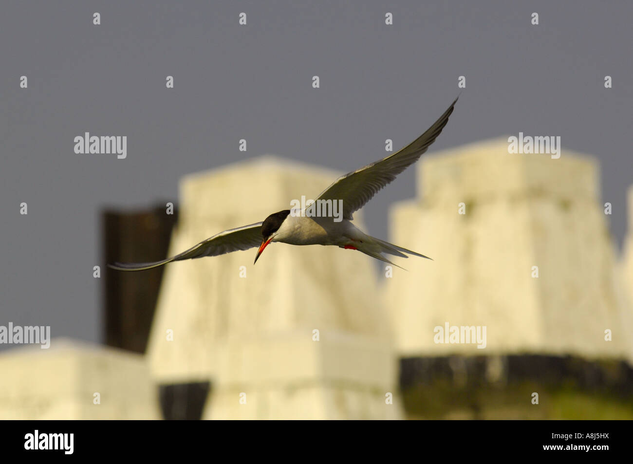 Flying bird Common Tern in harbour with pole on the back Stock Photo ...