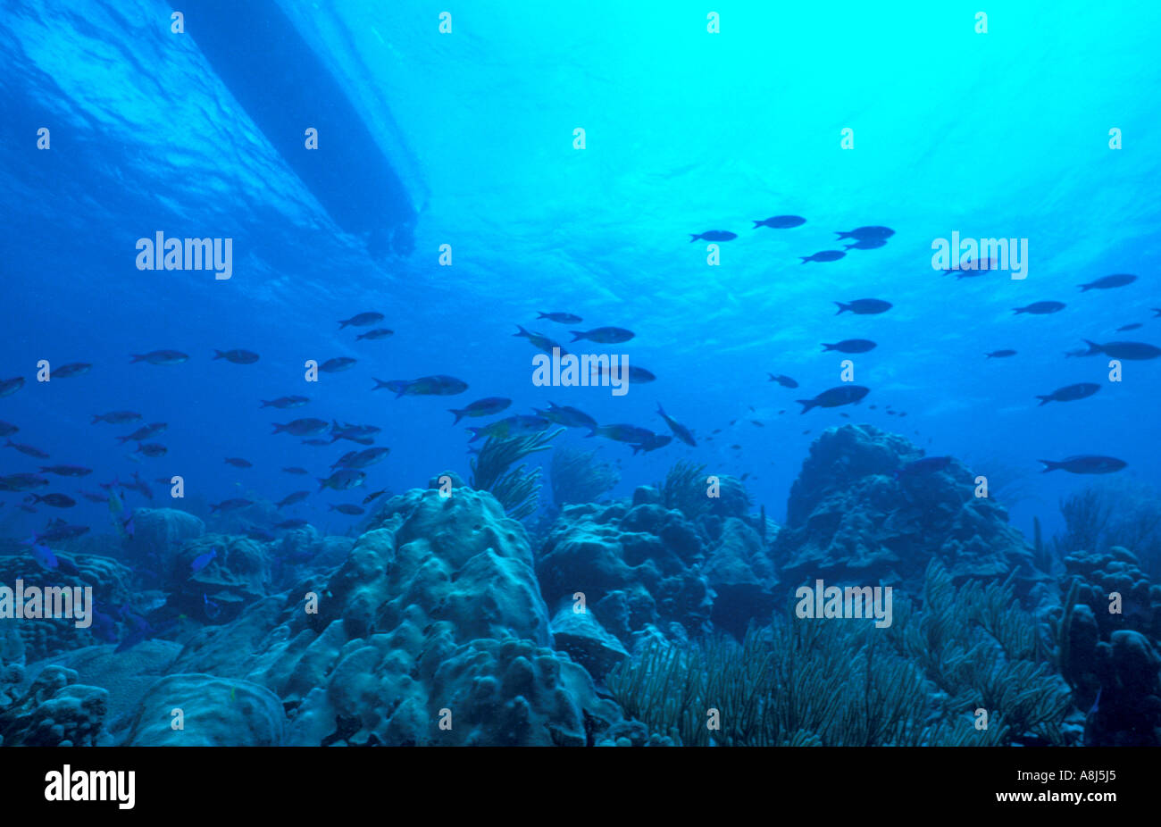 Underwater panorama reef fish school Stock Photo - Alamy