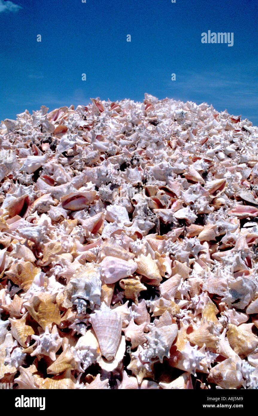 Piled up shells hi-res stock photography and images - Alamy