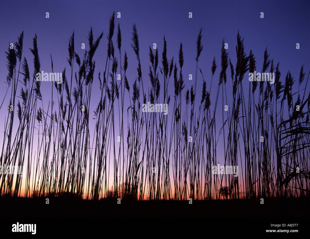 Close up cluster landscape of tall countryside reeds growing wild from ...
