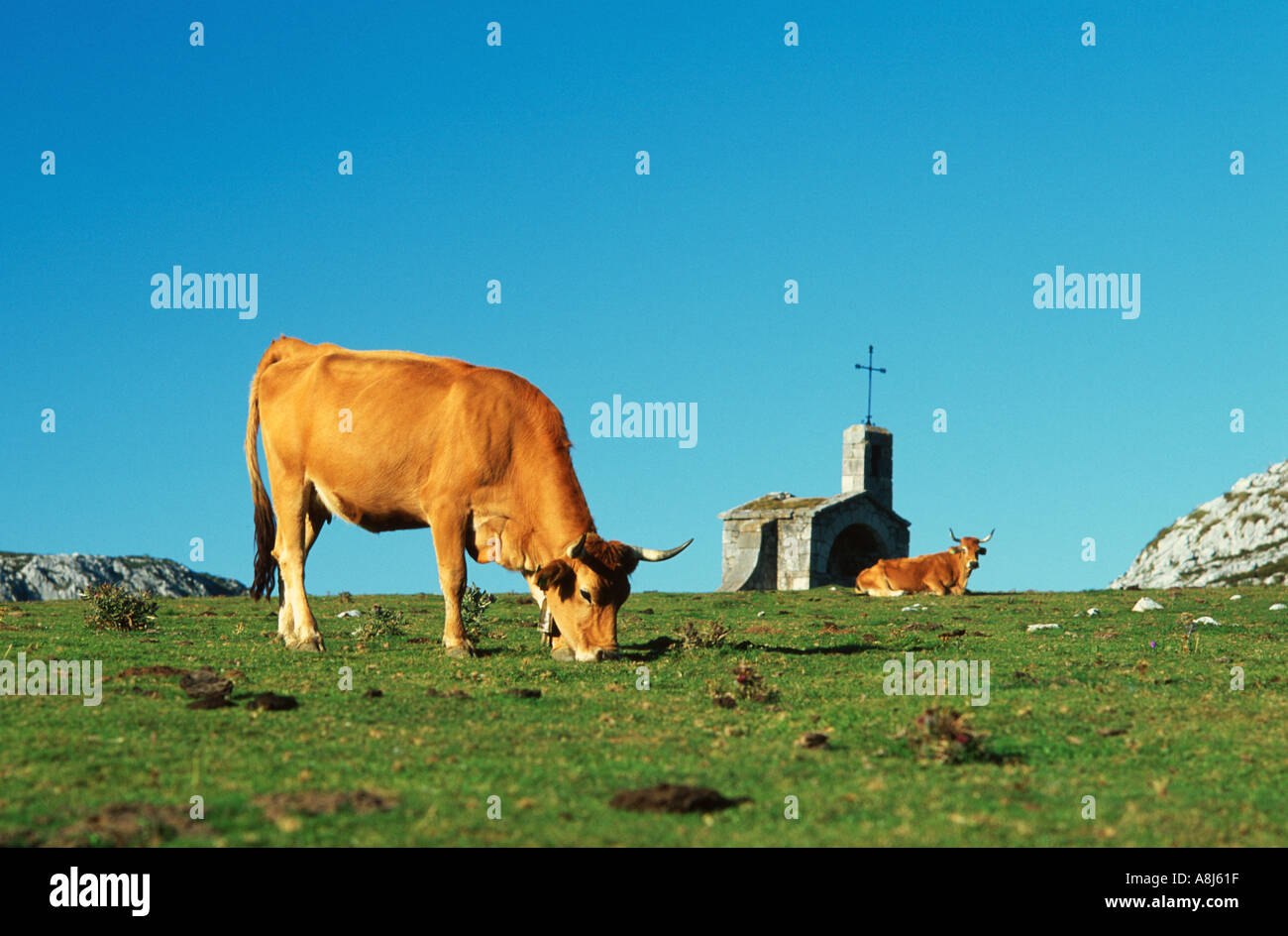 Background two cows hi-res stock photography and images - Alamy
