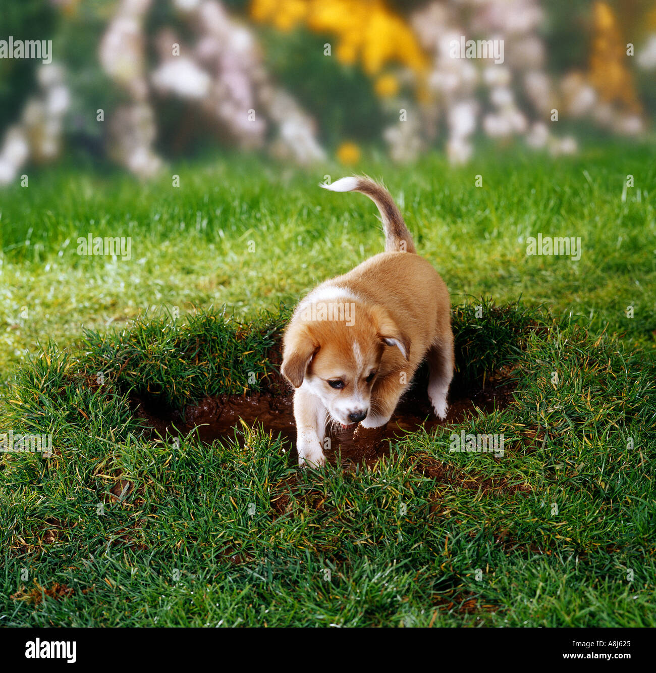 half-breed dog - puppy six weeks standing in a mud-hole Stock Photo - Alamy