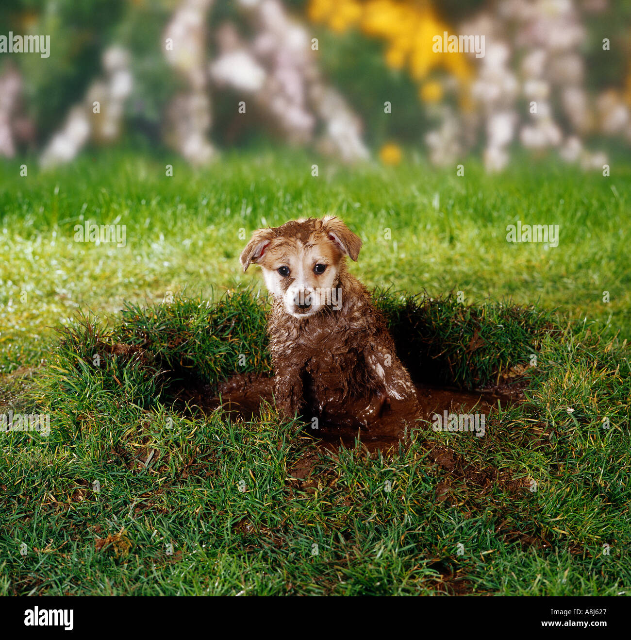 Puppies Playing In Mud