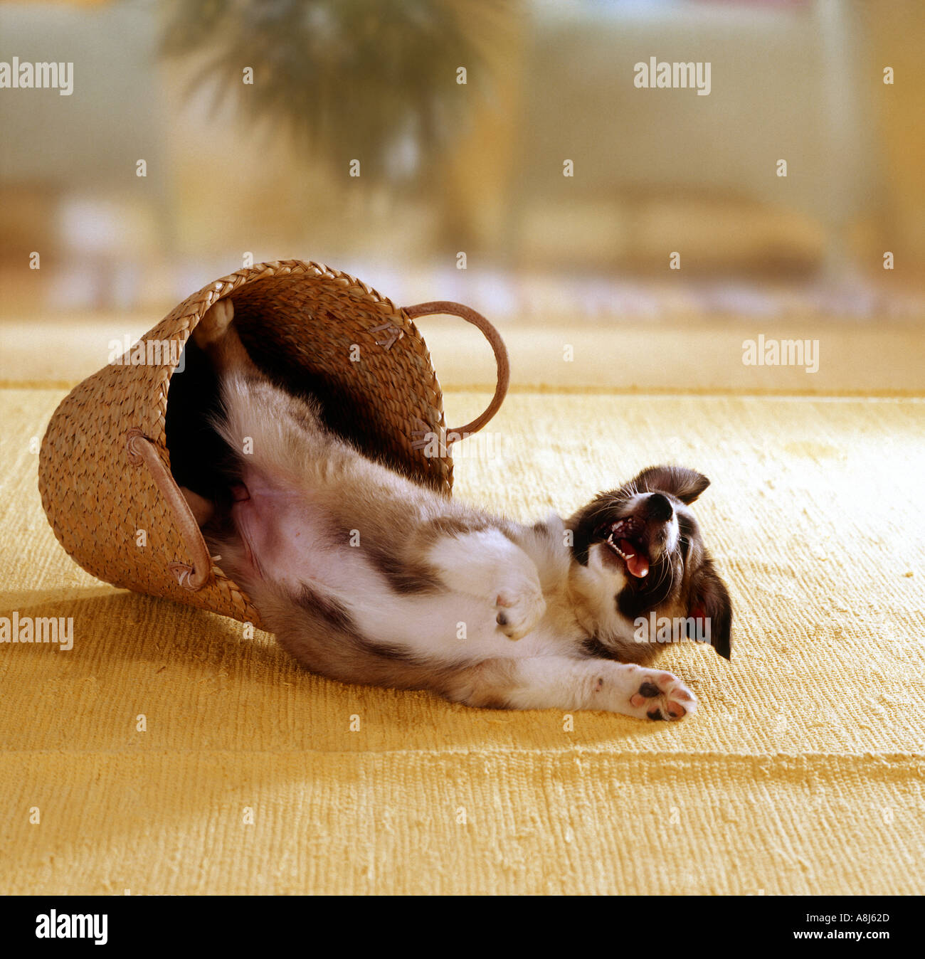 half-breed dog puppy falling out of a basket Stock Photo - Alamy