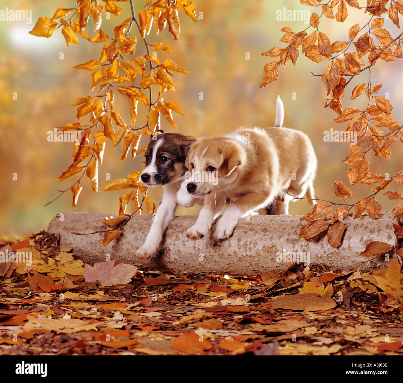 Can You Breed Two Mixed Dogs