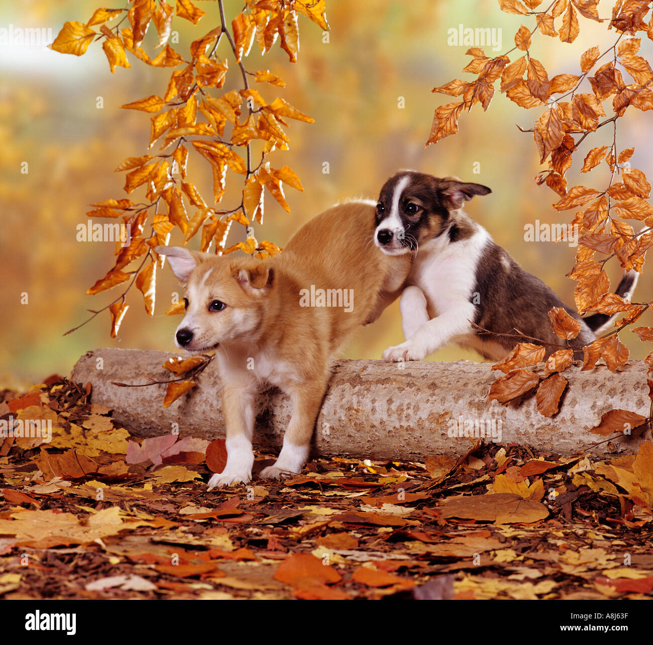 Racing dog breed hi-res stock photography and images - Alamy