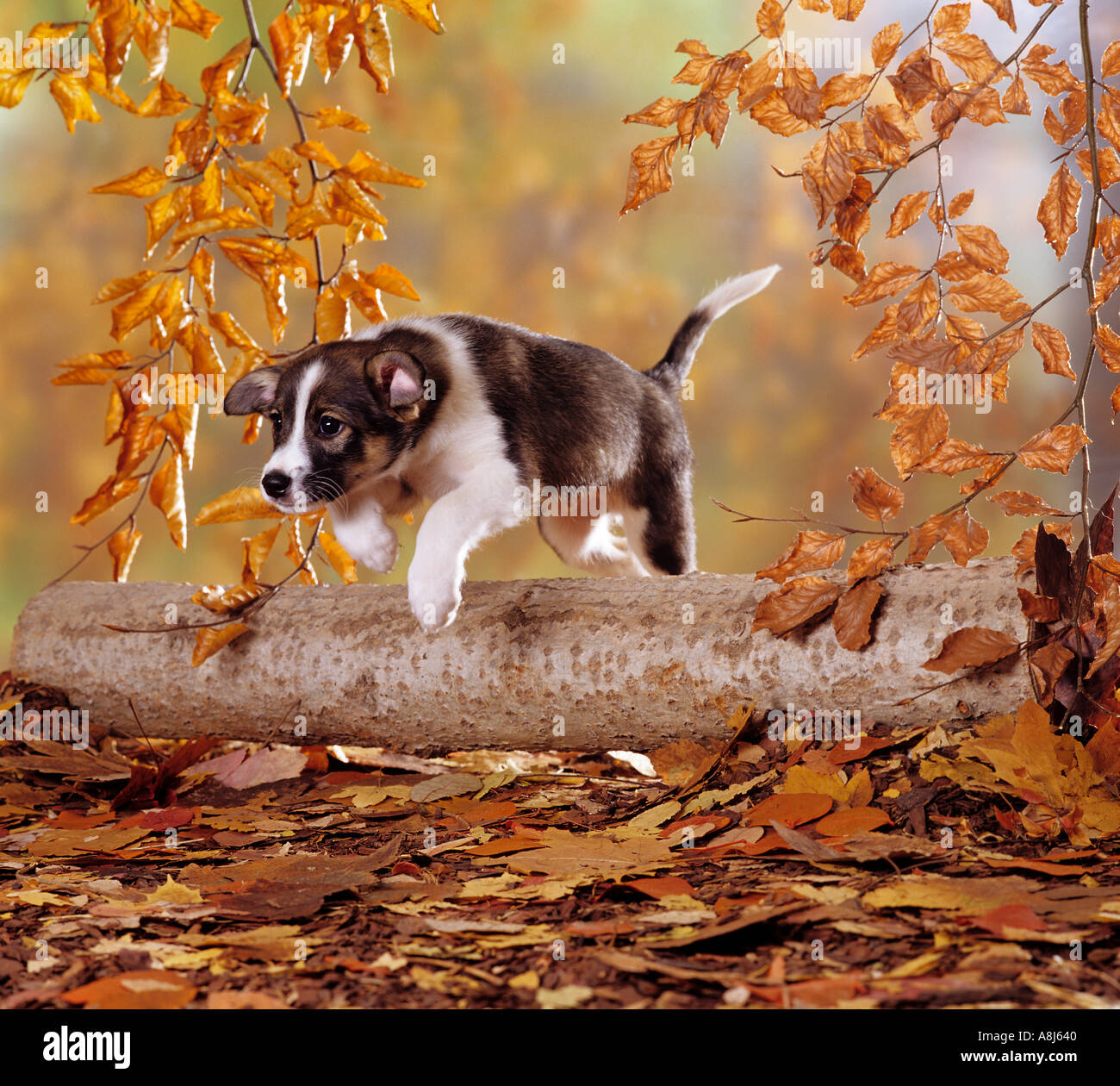 Puppy leap hi-res stock photography and images - Alamy