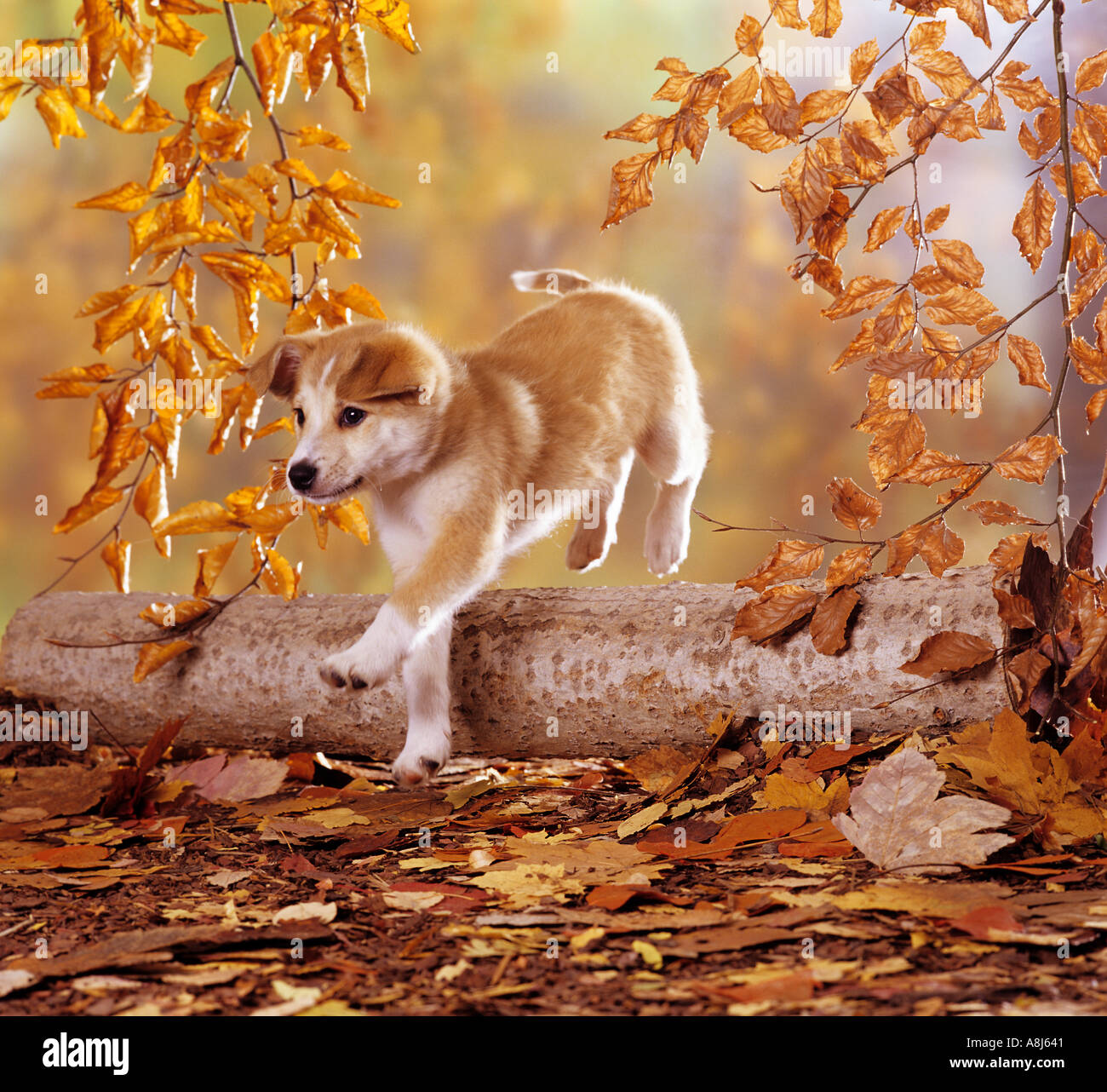Mixed-breed dog. Puppy (8 weeks old) jumping over a log Stock Photo - Alamy