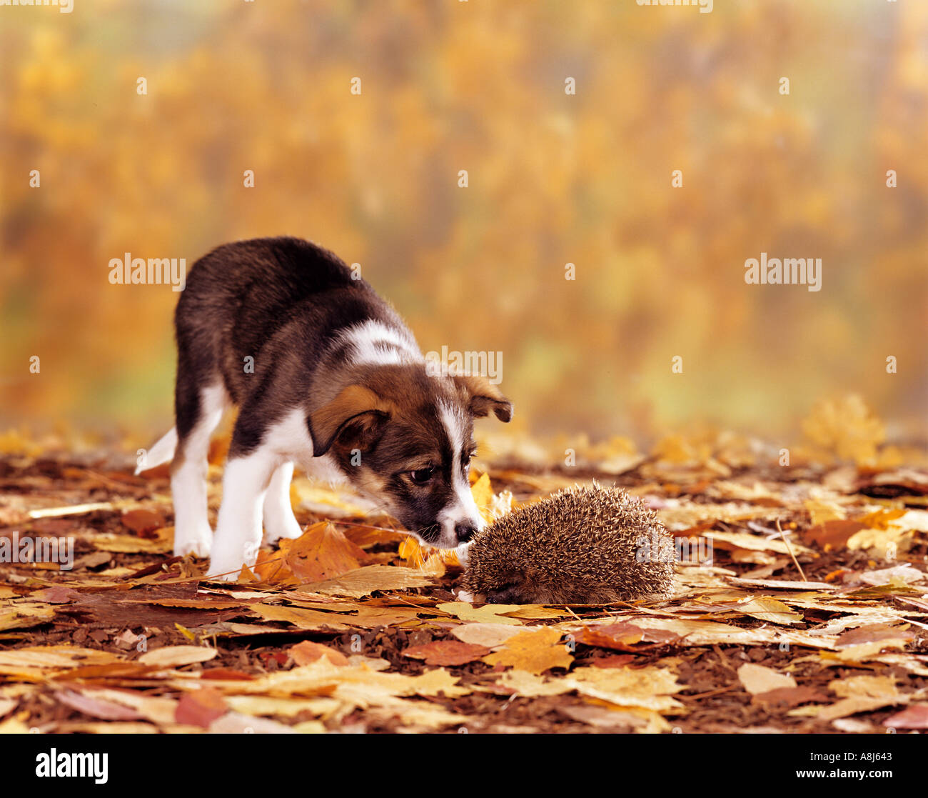 animalfriendship : half breed dog puppy 9 weeks and hedgehog Stock ...