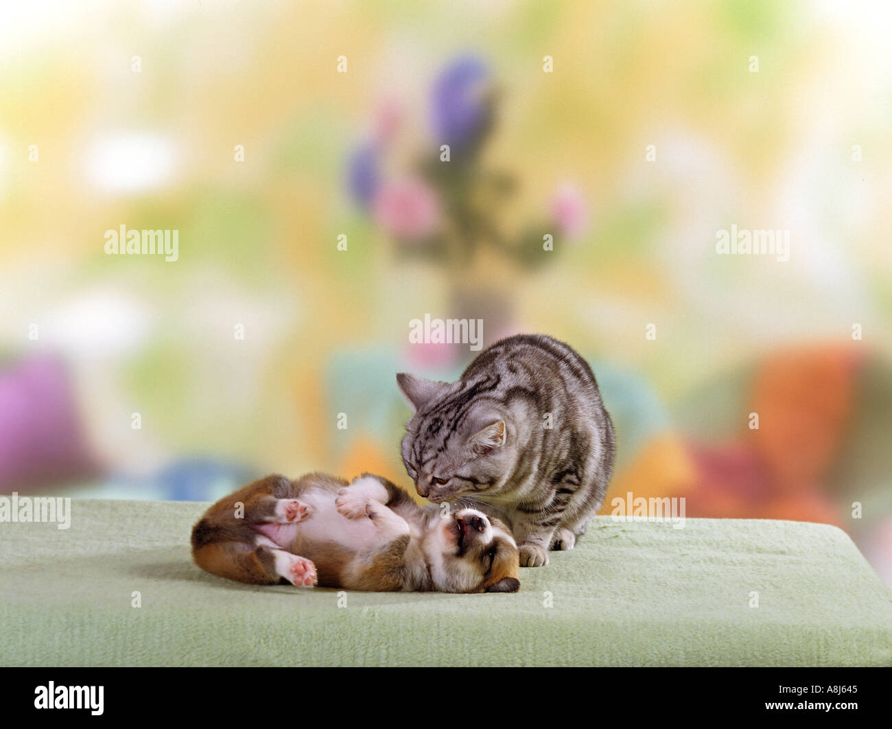 Hybrid cat breeds hi-res stock photography and images - Alamy