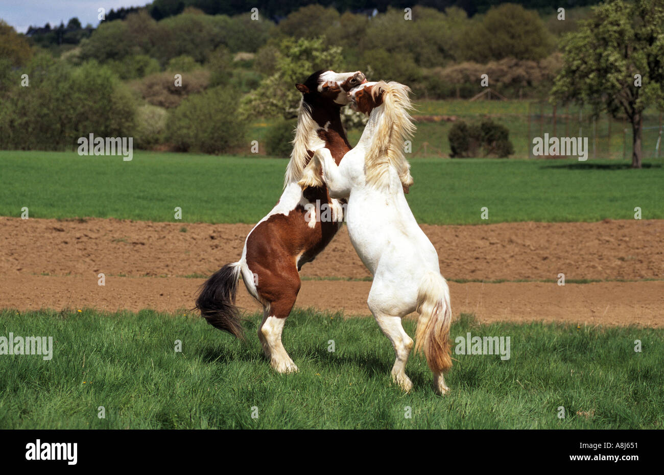 two Tinker pony horses - fighting Stock Photo - Alamy
