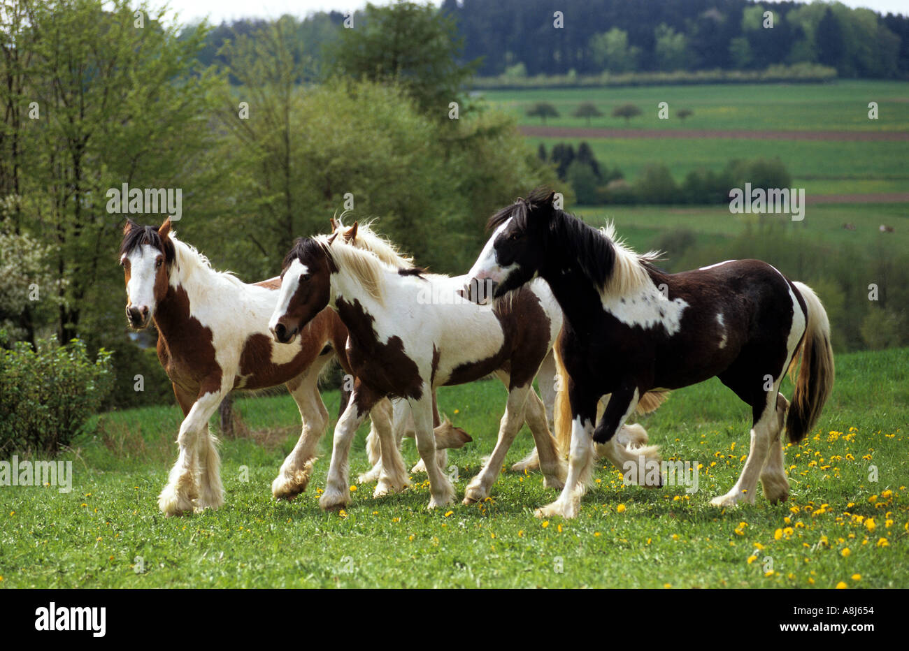 three Tinker pony horses on meadow Stock Photo - Alamy