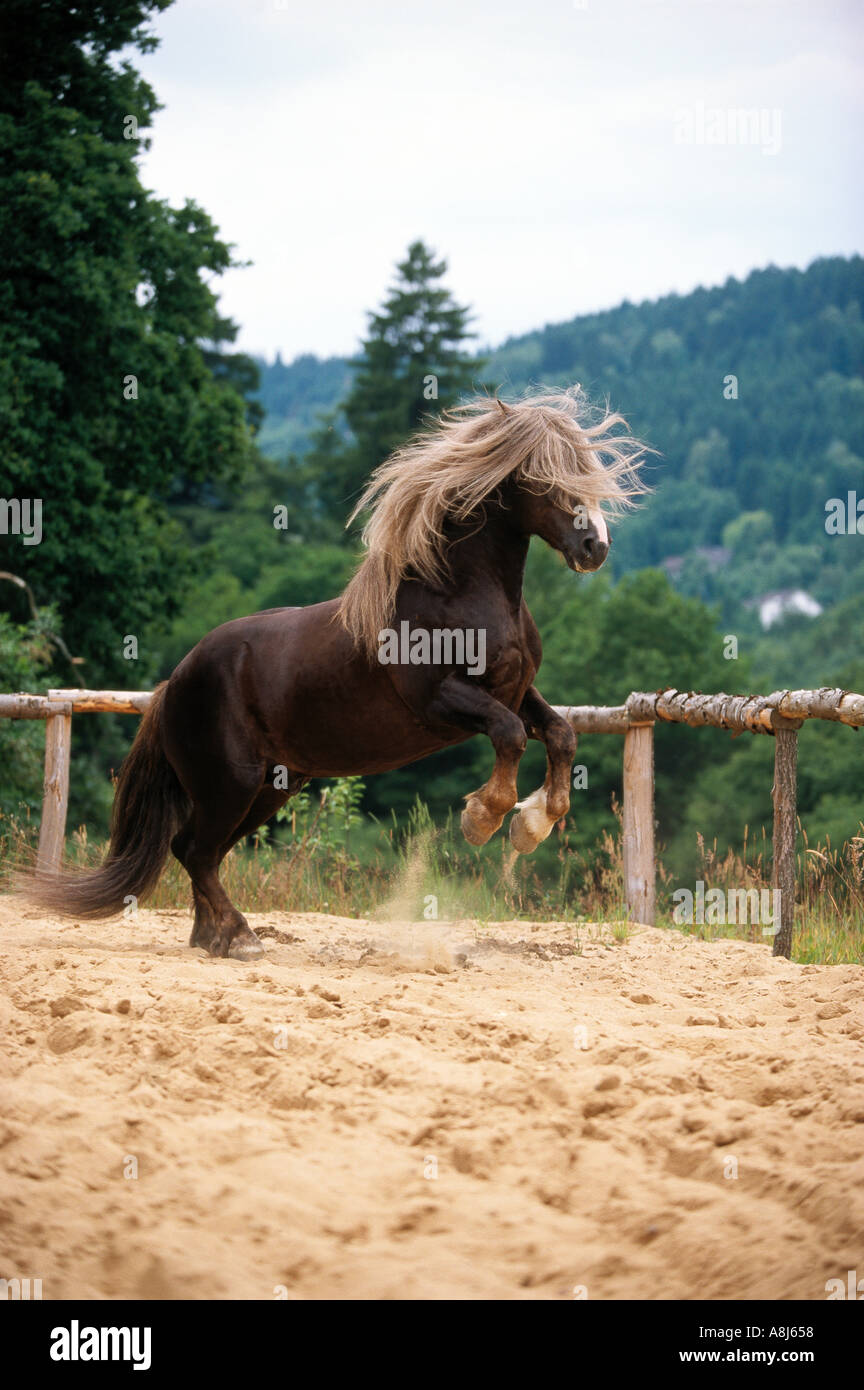 Black forest horse - rising Stock Photo - Alamy