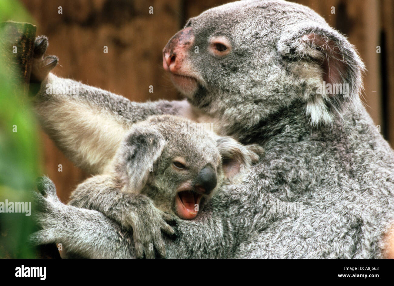 Koala bear with cub Stock Photo - Alamy