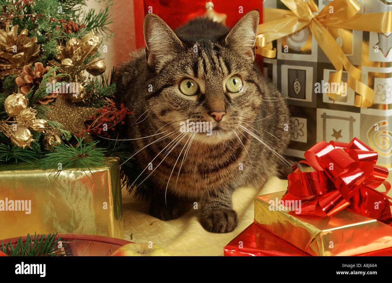 Cat between box hi-res stock photography and images - Alamy
