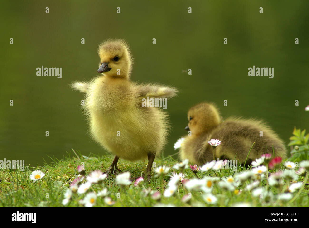 Gooses fledgling hi-res stock photography and images - Alamy