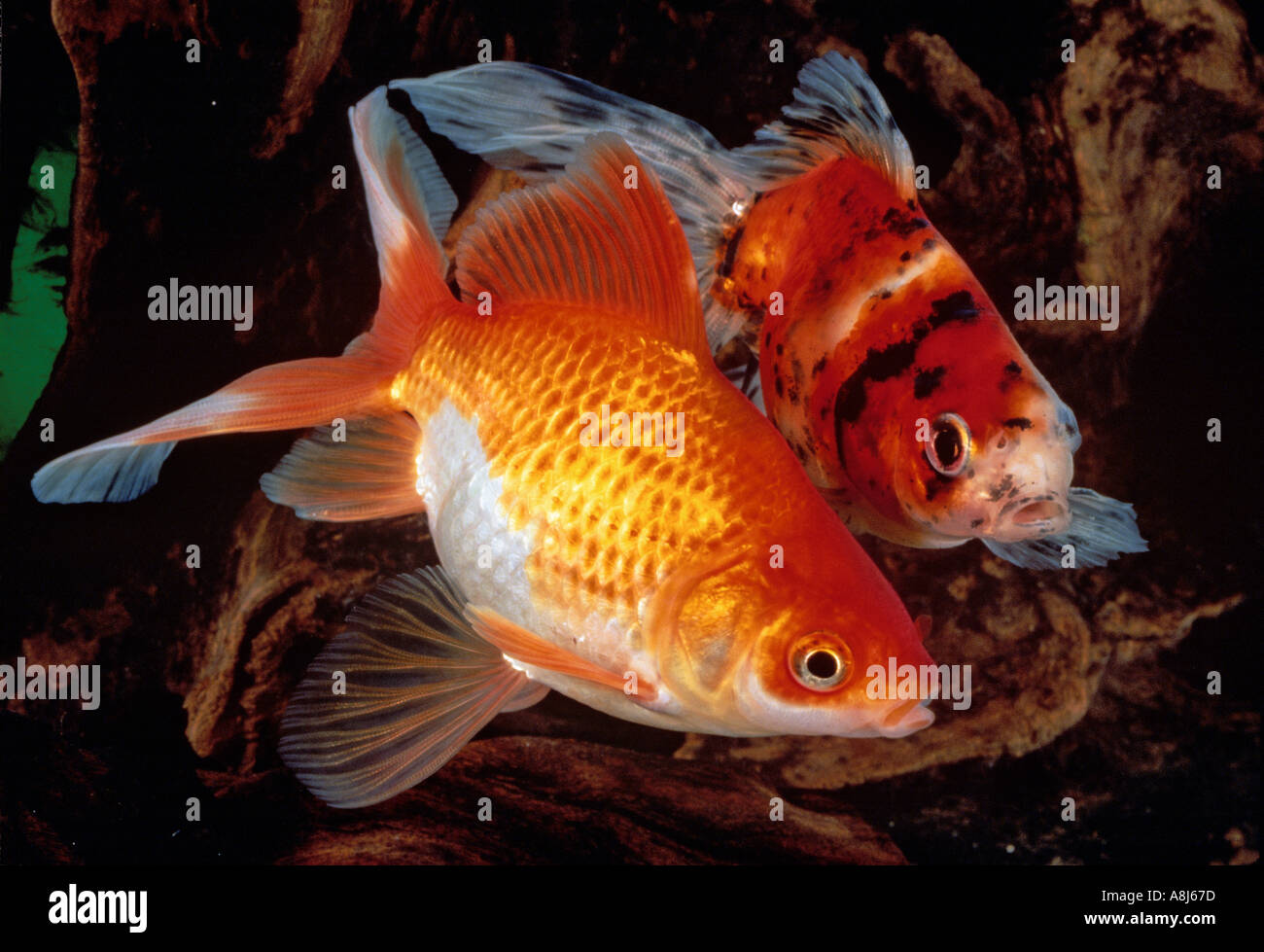 Goldfish (Carassius auratus). Two veiltails in an aquarium Stock Photo ...