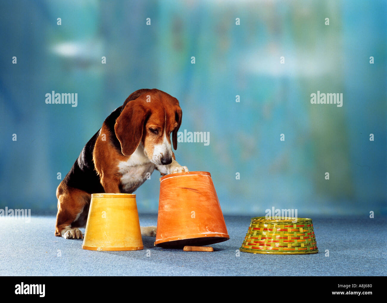 dog knocking over the bucket and finding the dog biscuit Stock Photo ...