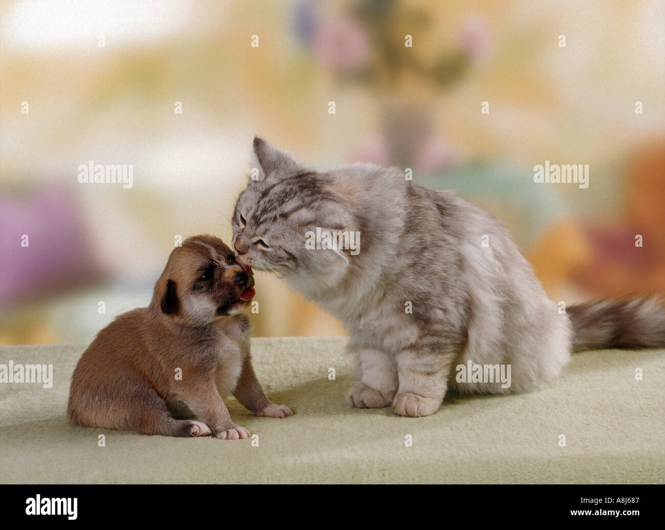 Dog Licks Cat High Resolution Stock Photography and Images - Alamy