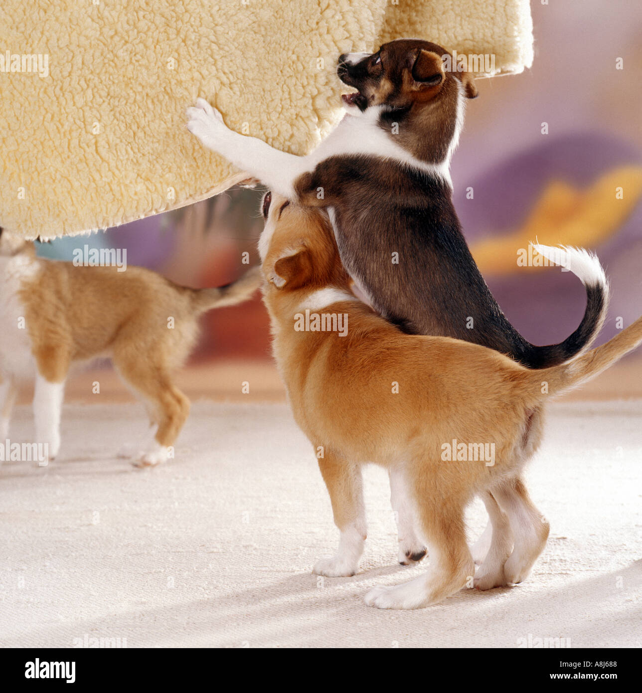 Hybrid dog puppies hi-res stock photography and images - Alamy