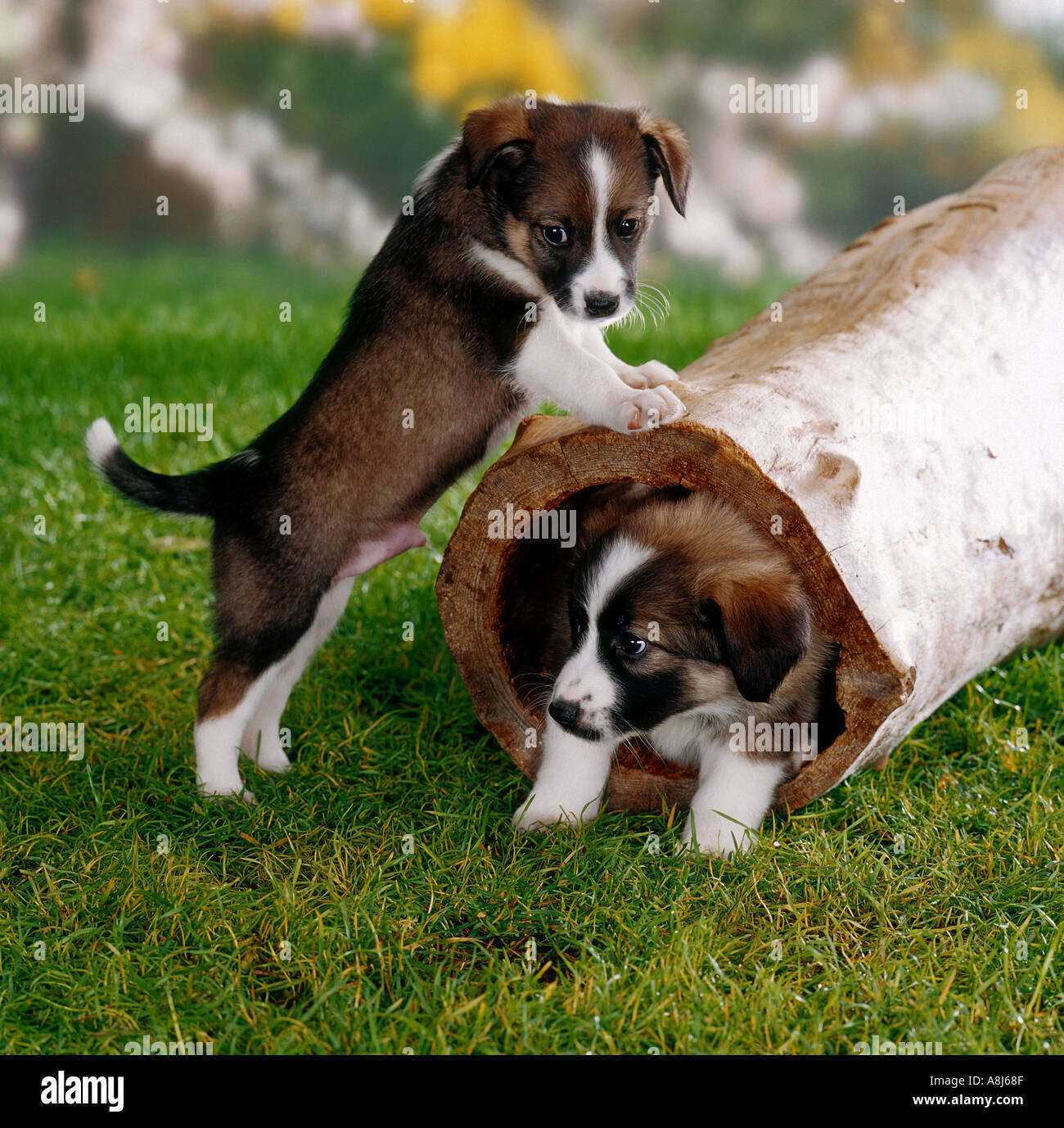 two half breed dog puppies with tree trunk Stock Photo - Alamy