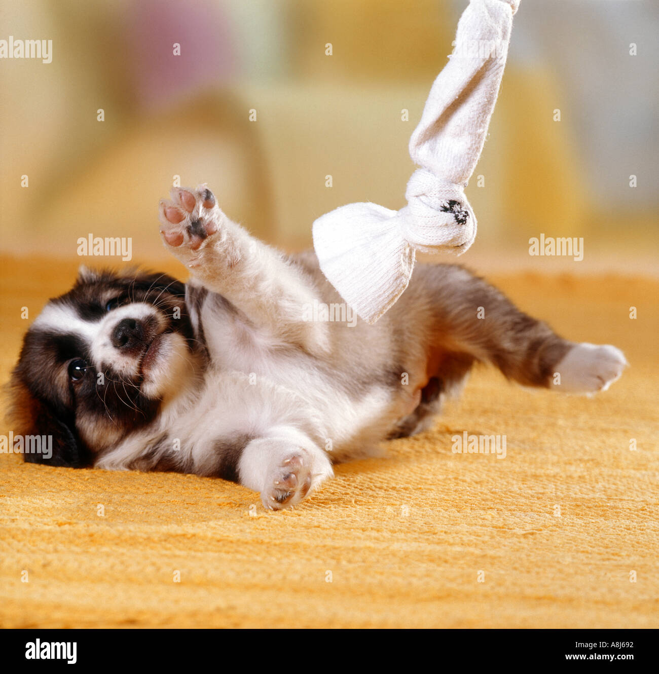 4 1 2 weeks hi-res stock photography and images - Alamy