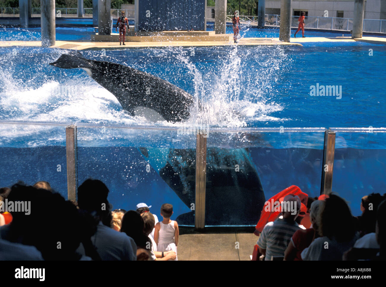Sea World Orlando FL Shamu the killer whale jumping seaworld Stock ...