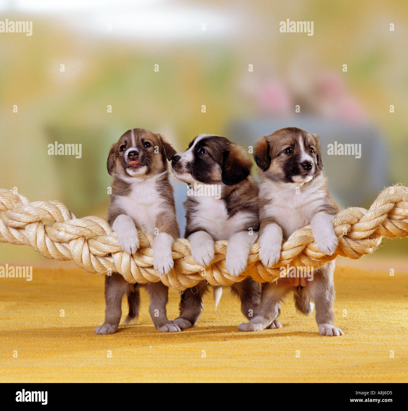 Three dog breeds hi-res stock photography and images - Alamy