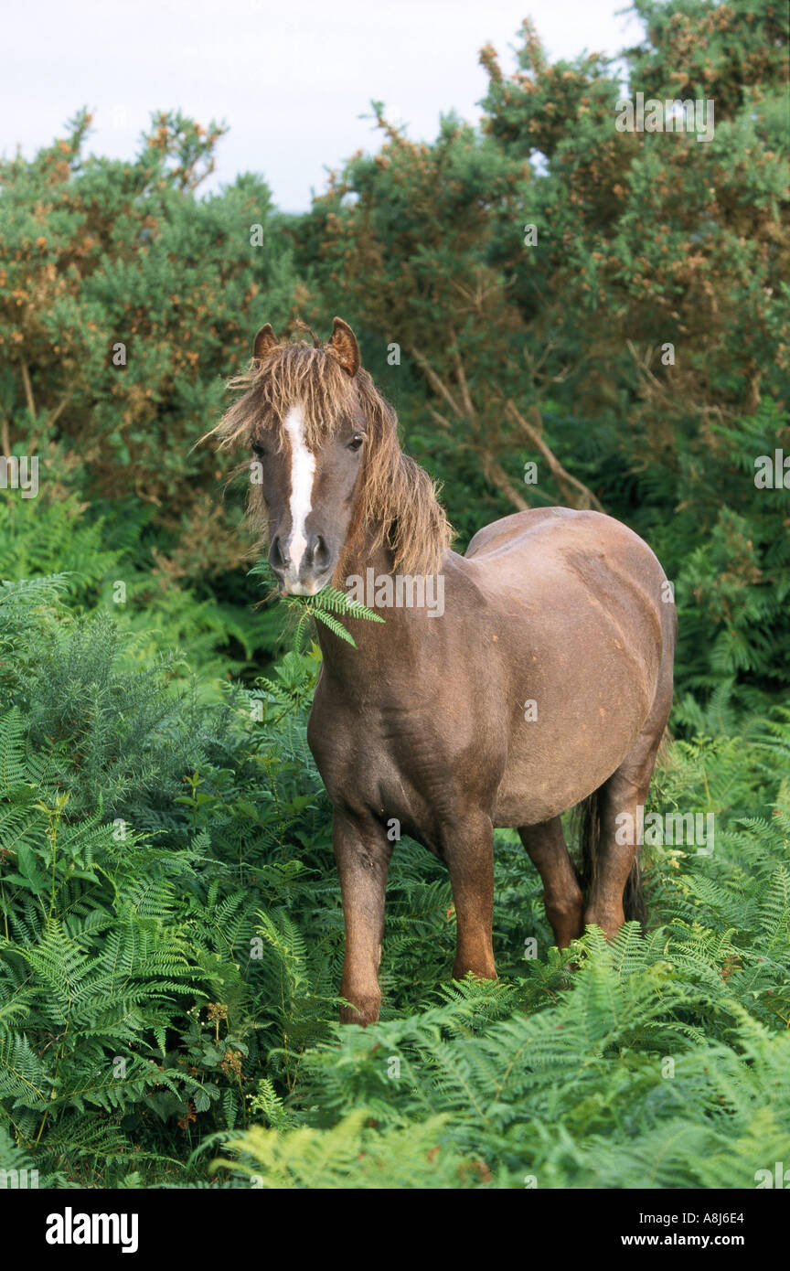 New Forest pony horse - eating Stock Photo - Alamy