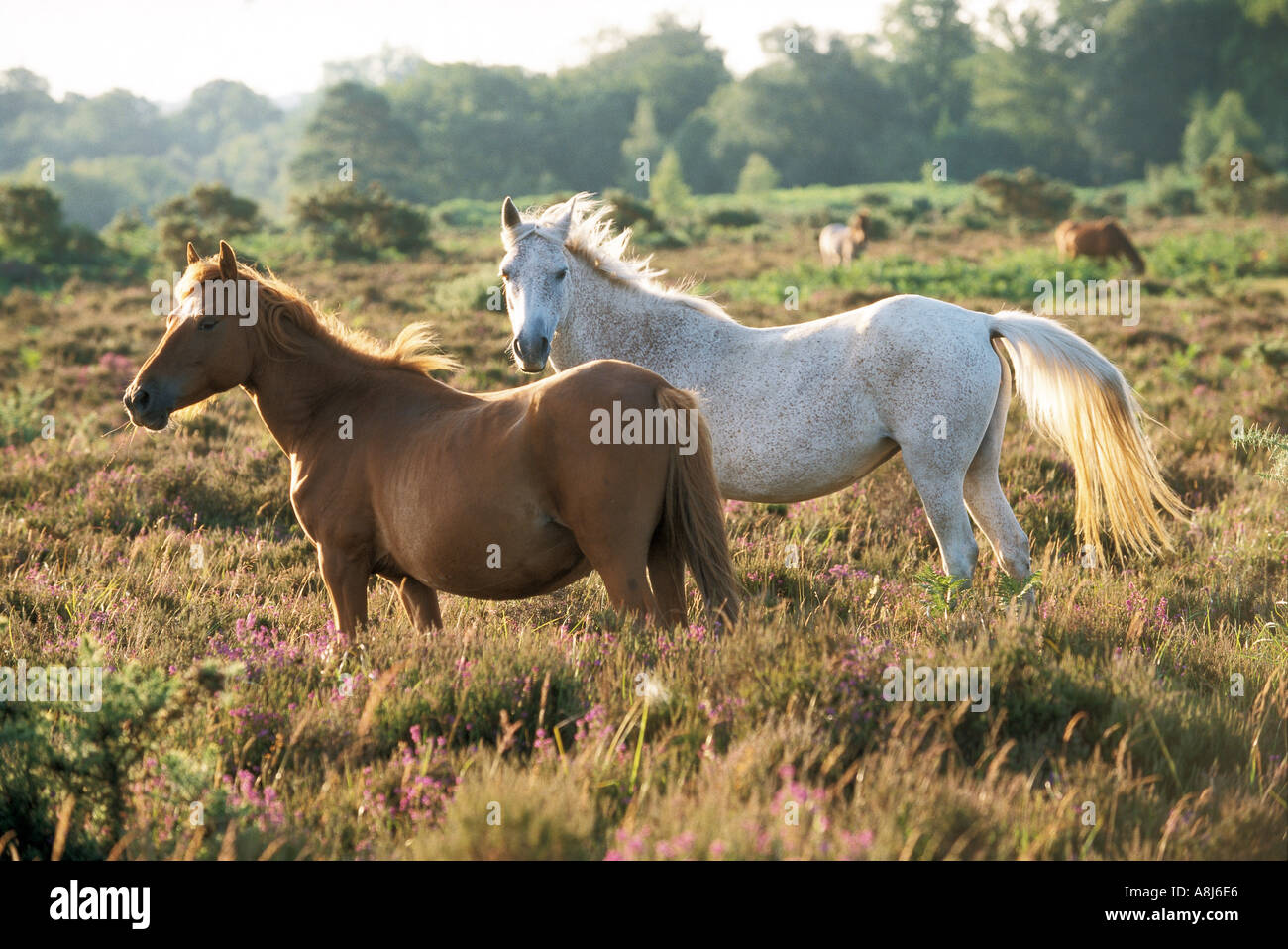 two New Forest ponies - standing in heath Stock Photo - Alamy