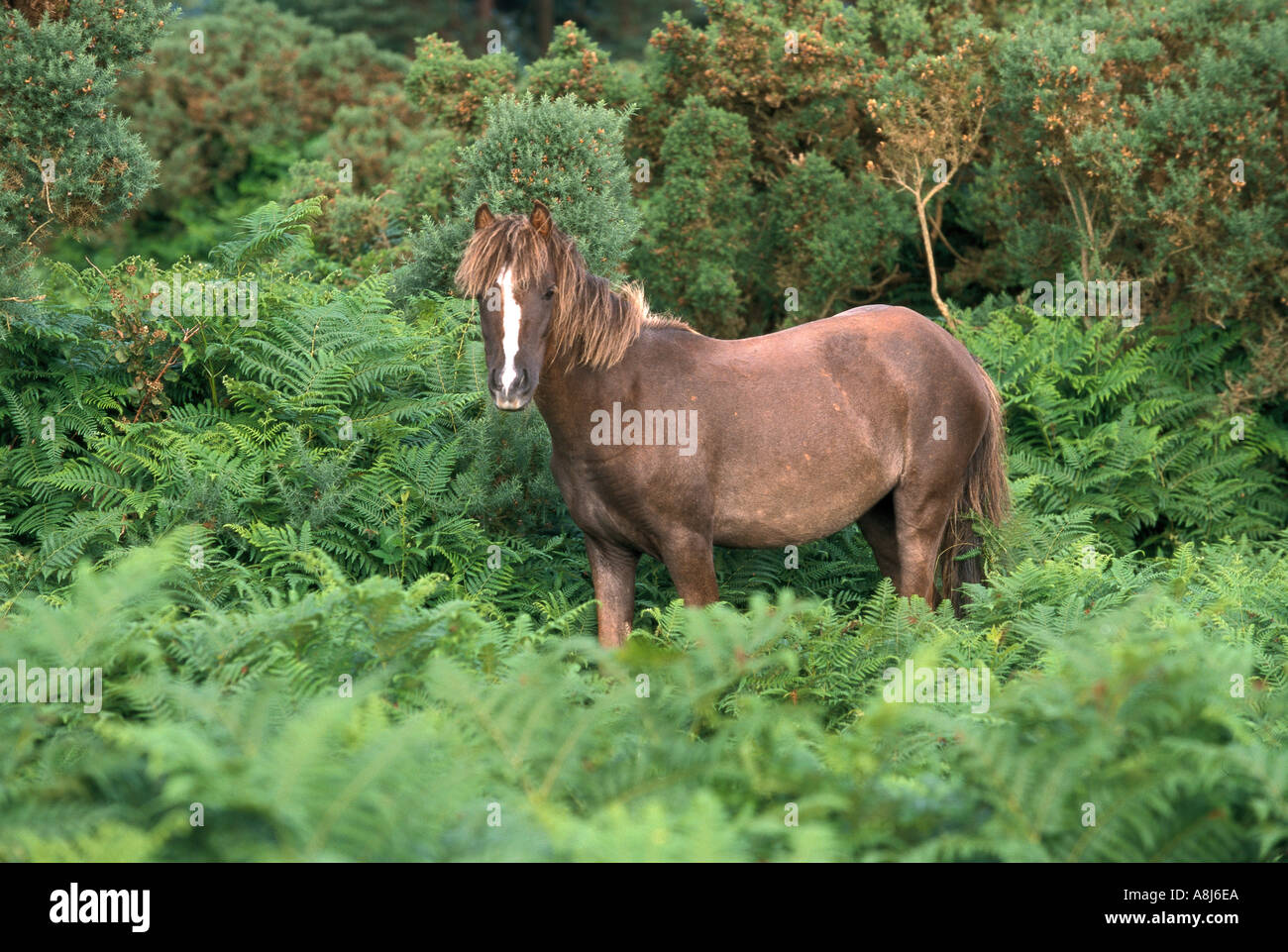 New Forest pony horse - standing between fern Stock Photo - Alamy