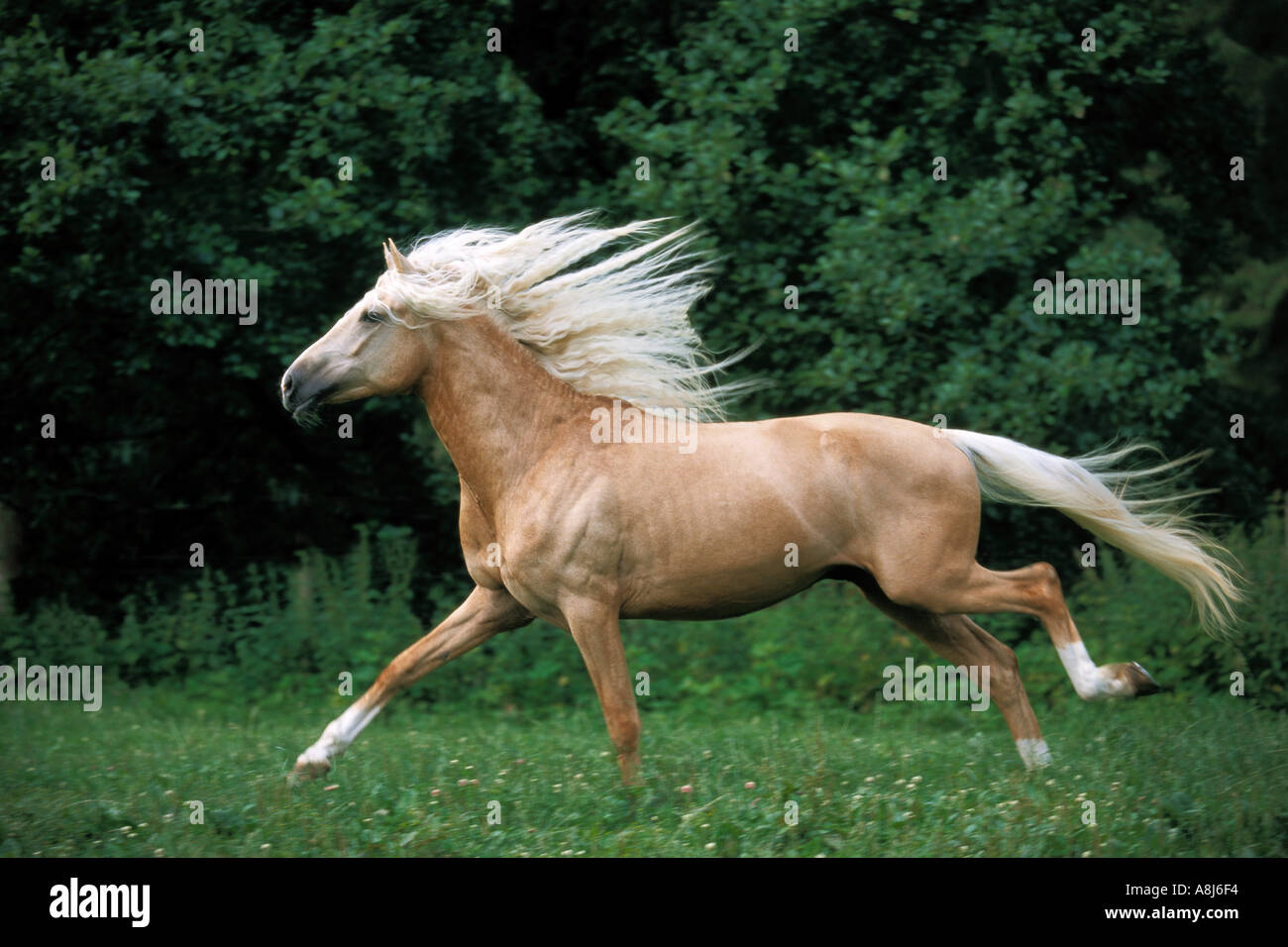 Peruvian Horse - galloping Stock Photo - Alamy