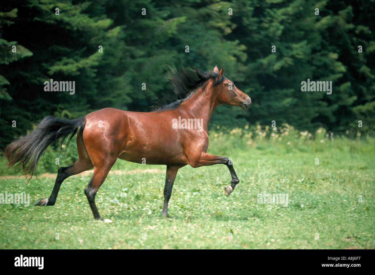 Peruvian Horse - trotting Stock Photo - Alamy
