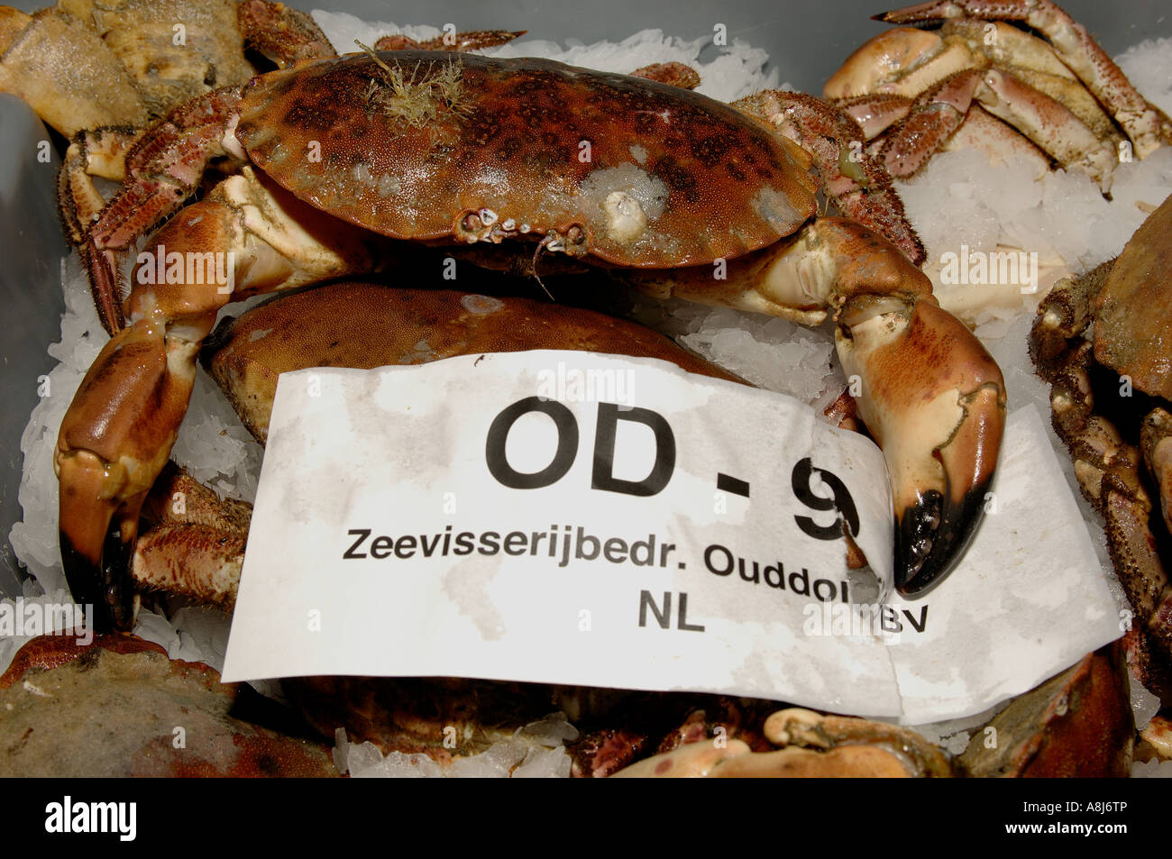 United Fish Auctions detail fisheries fish branches box stock fish ...