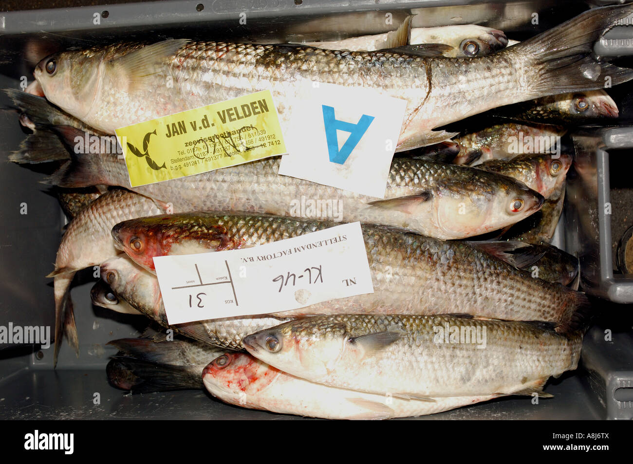 United Fish Auctions detail fisheries fish branches box stock fish ...