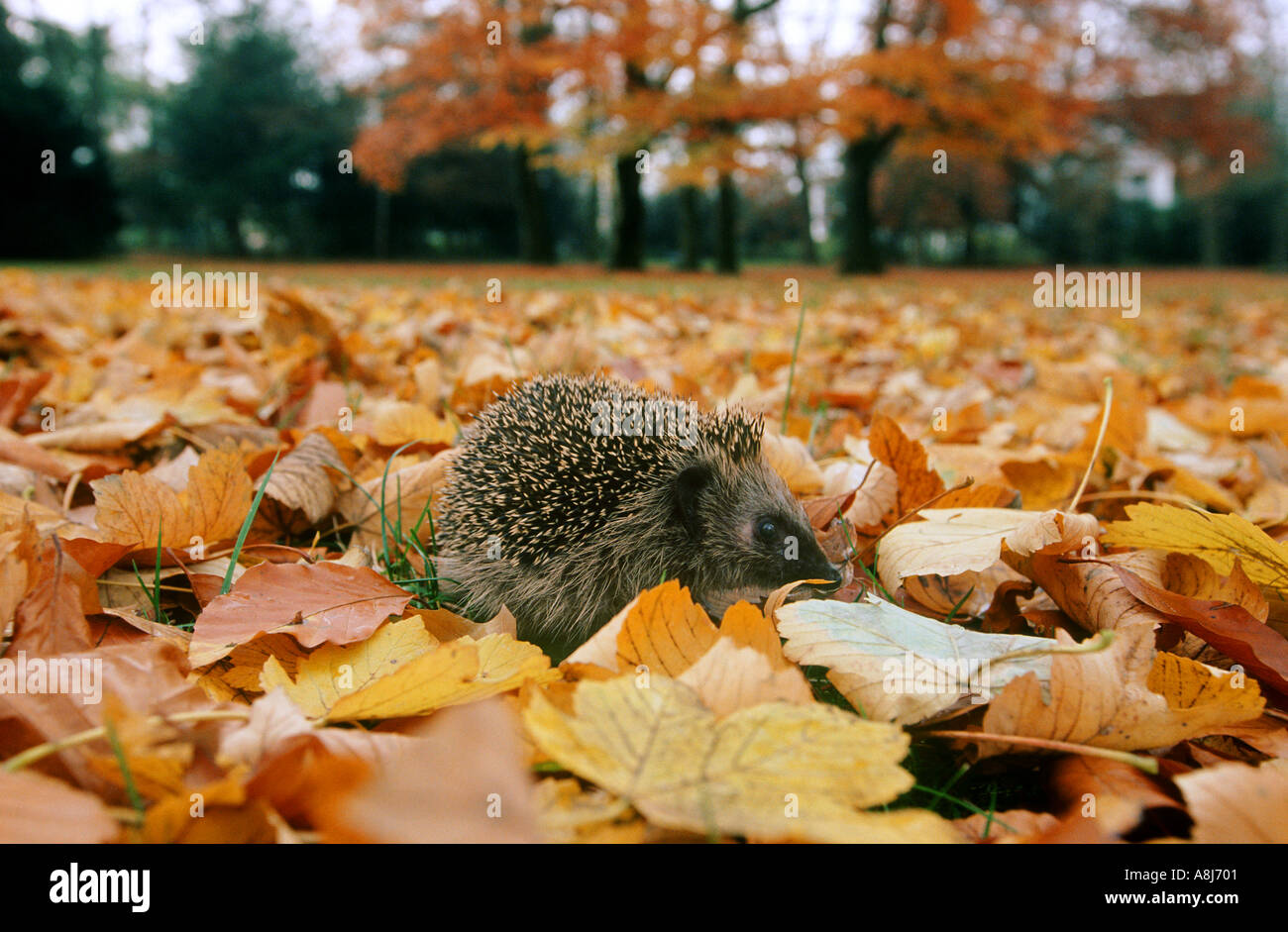 Hedgehogs and gymnures erinaceidae hi-res stock photography and images ...
