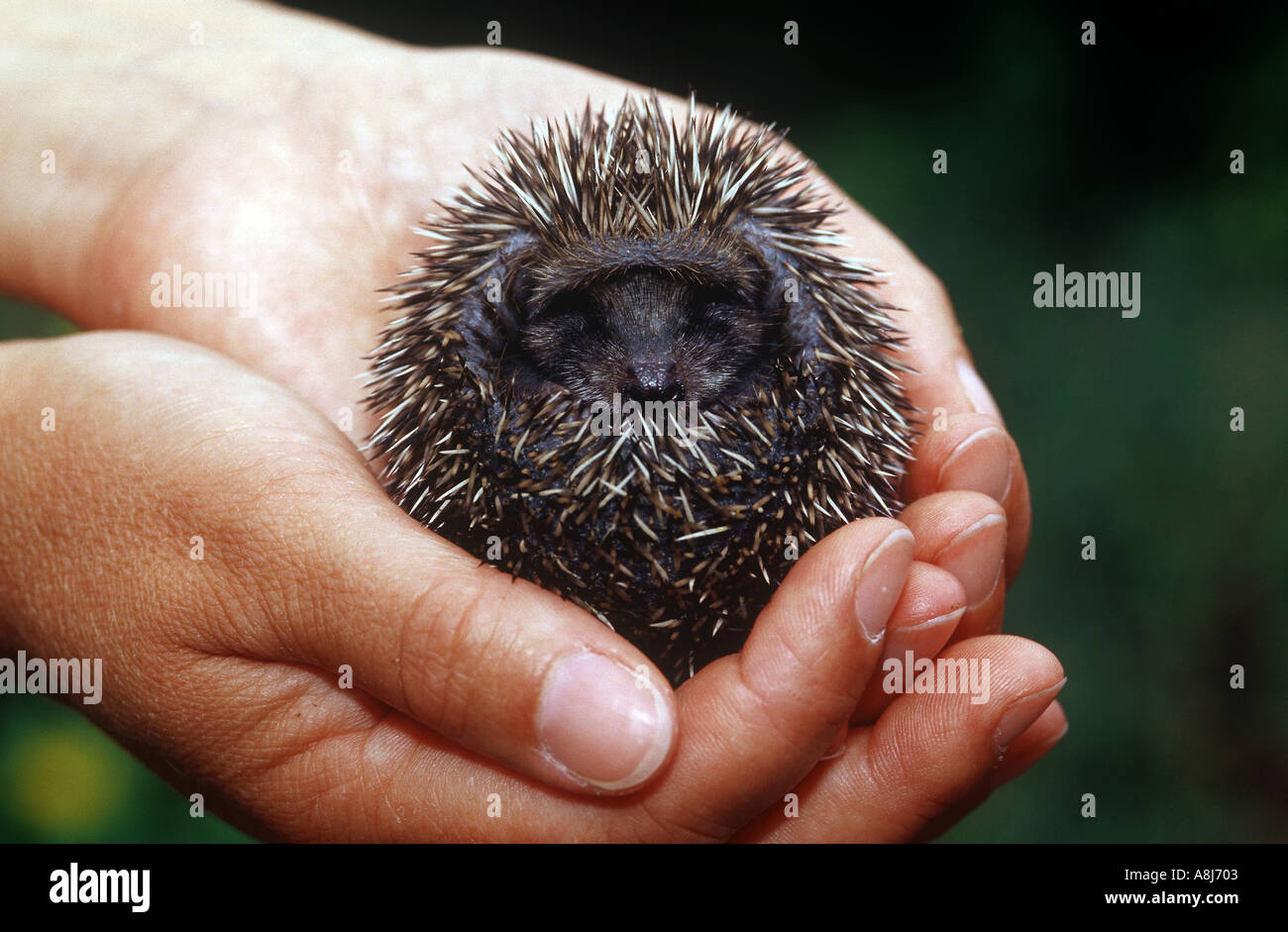 young hedgehog rolled up in hands Stock Photo - Alamy