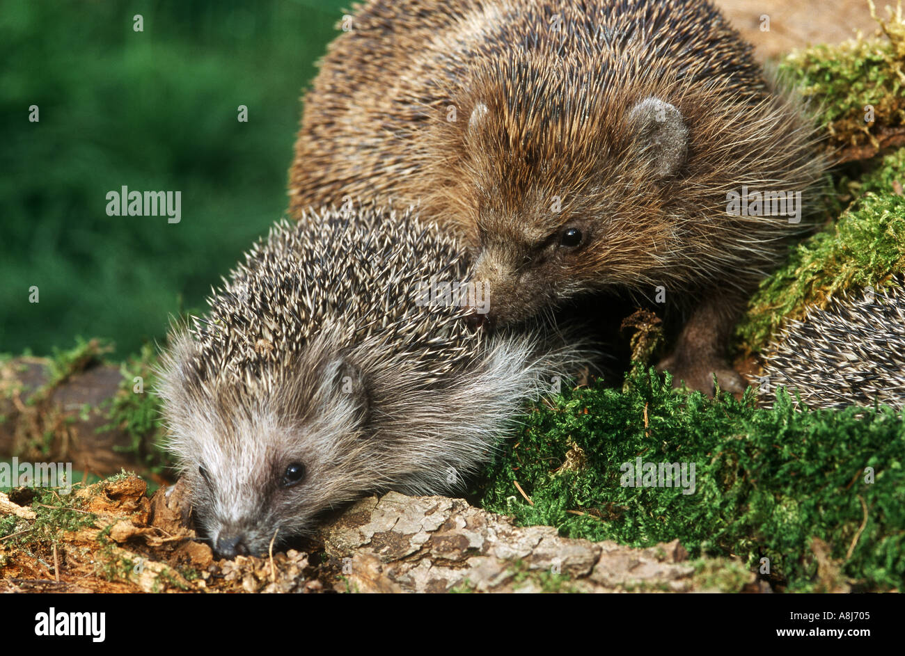 Gymnure hi-res stock photography and images - Alamy