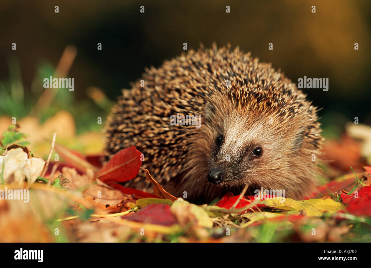 hedgehog in autumn foliage Stock Photo - Alamy